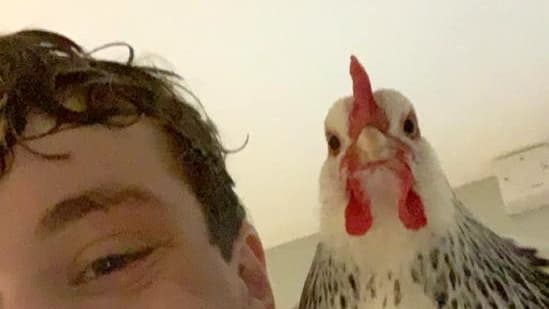 Bart the chicken stars in new book | southhams-today.co.uk