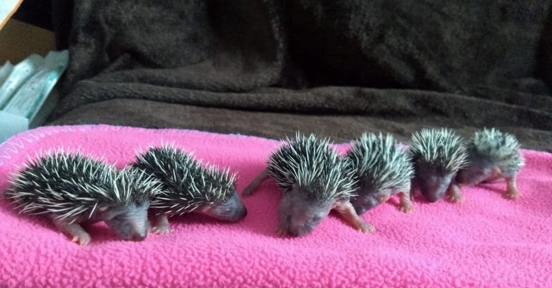 Open Garden event raises money for Prickles in a Pickle hedgehog ...