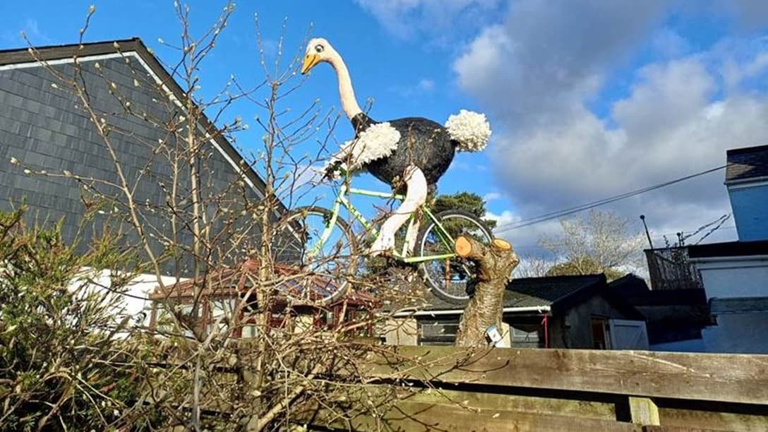 Largest flightless bird gets his wings in Totnes | southhams-today.co.uk