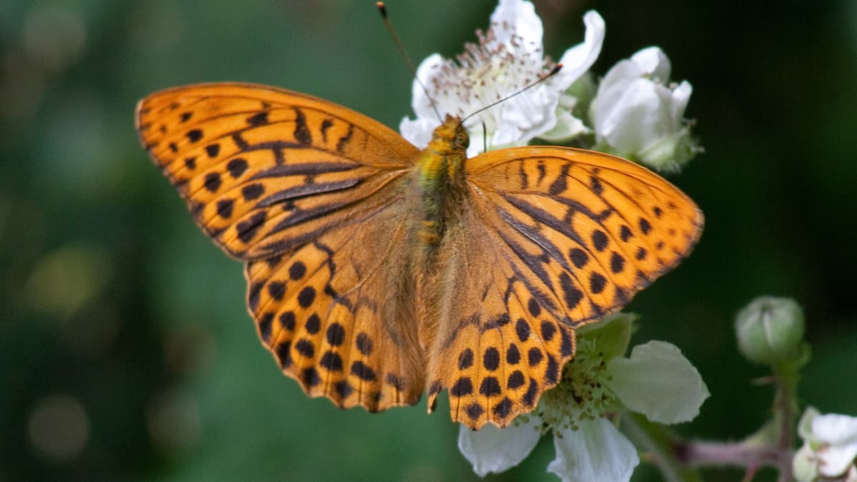 Nature Diary: Devon's beautiful butterflies | southhams-today.co.uk