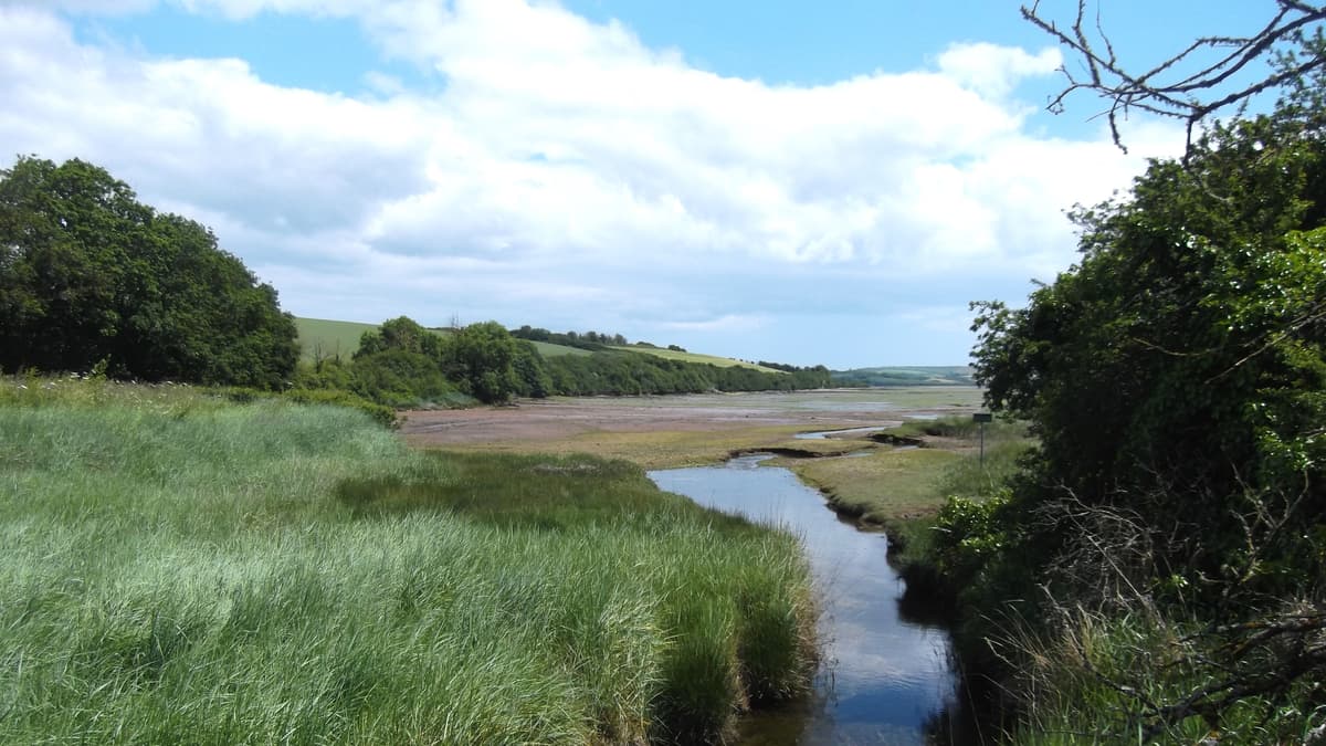 South Hams Nature Diary | Strange new worlds of the saltmarsh ...