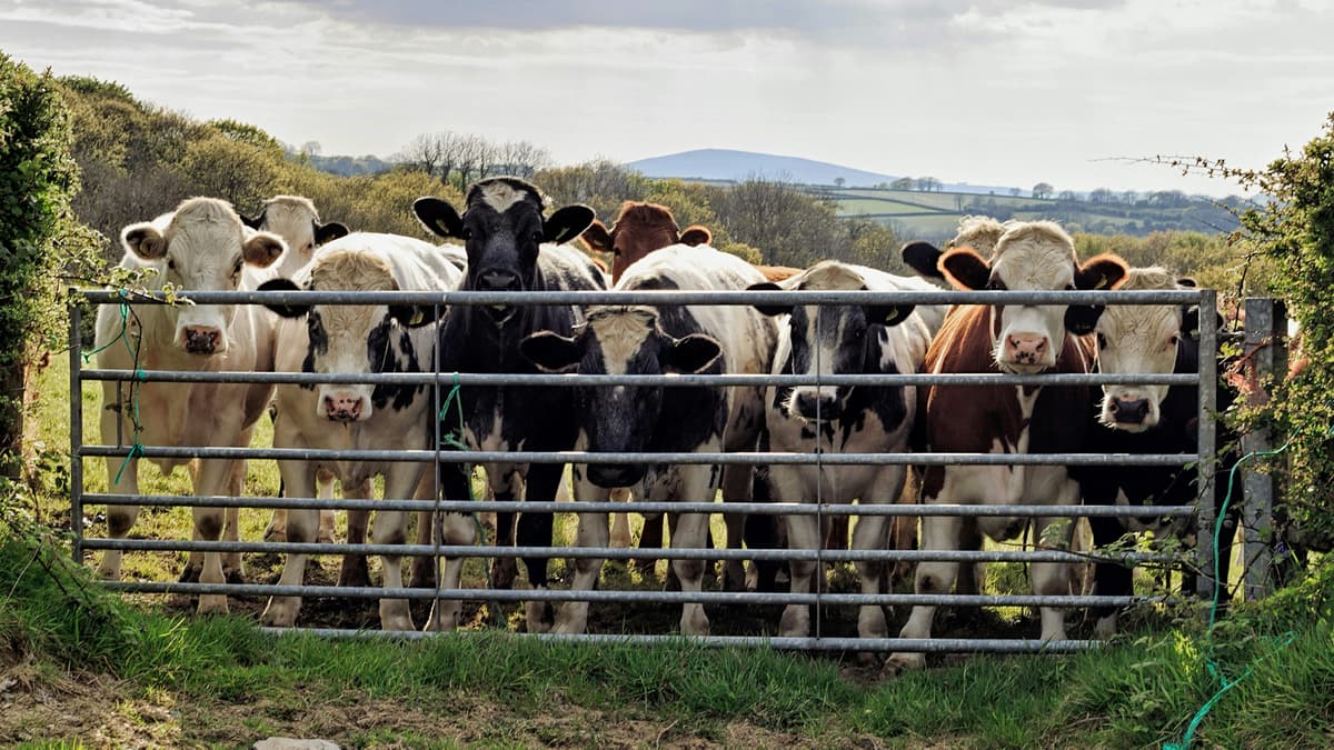 Farmers urged to improve their biosecurity after foot and mouth scare ...