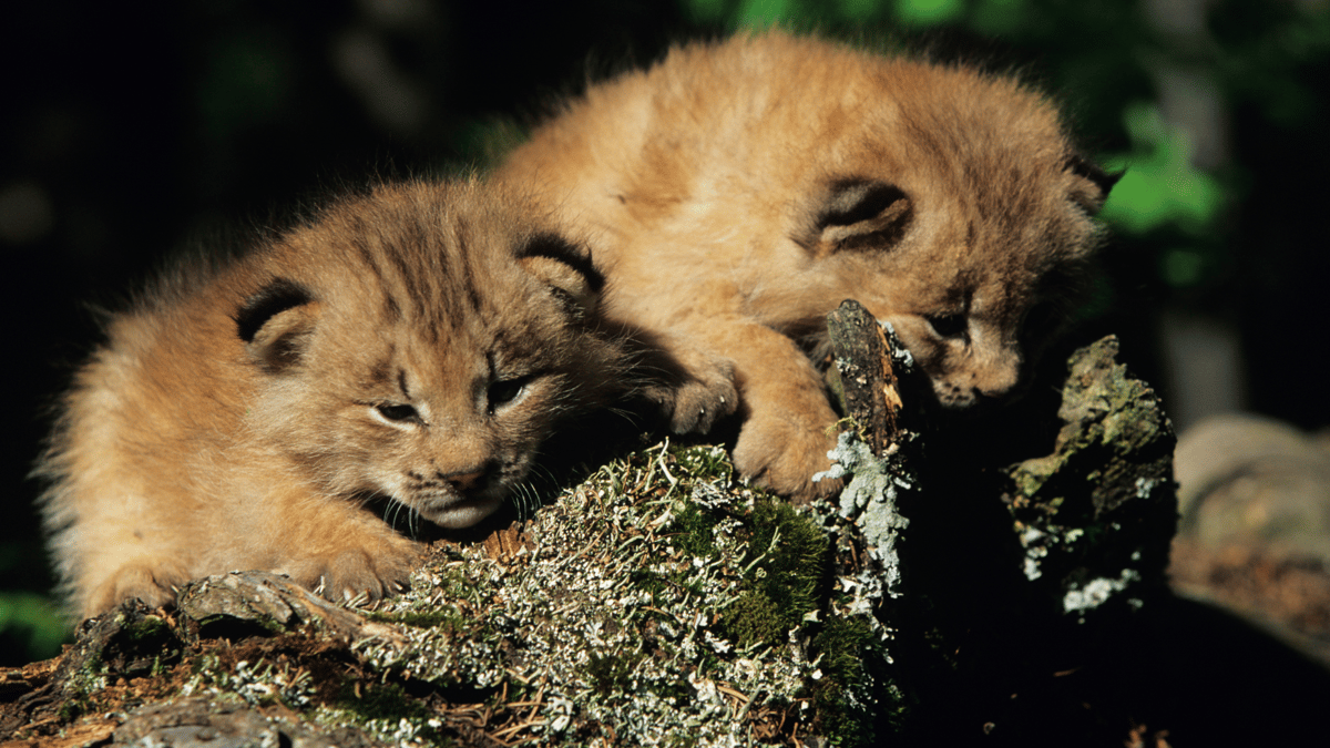 Dartmoor Zoo celebrates birth of two carpathian lynx kits | southhams ...