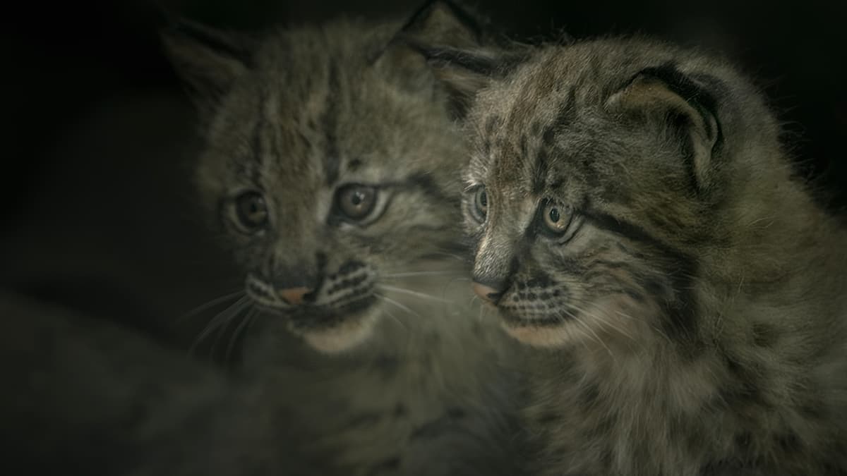 Dartmoor Zoo allows public viewing of Lynx Kits | southhams-today.co.uk