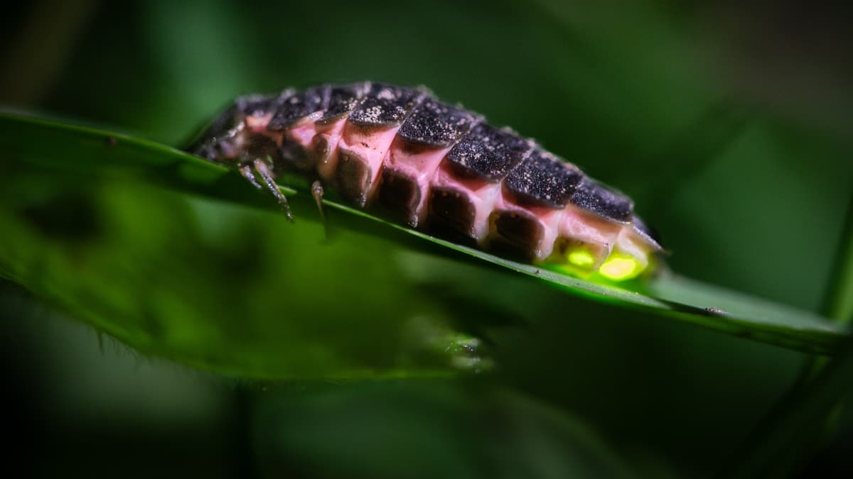 Discover the South Hams enchanting glow-worms | southhams-today.co.uk