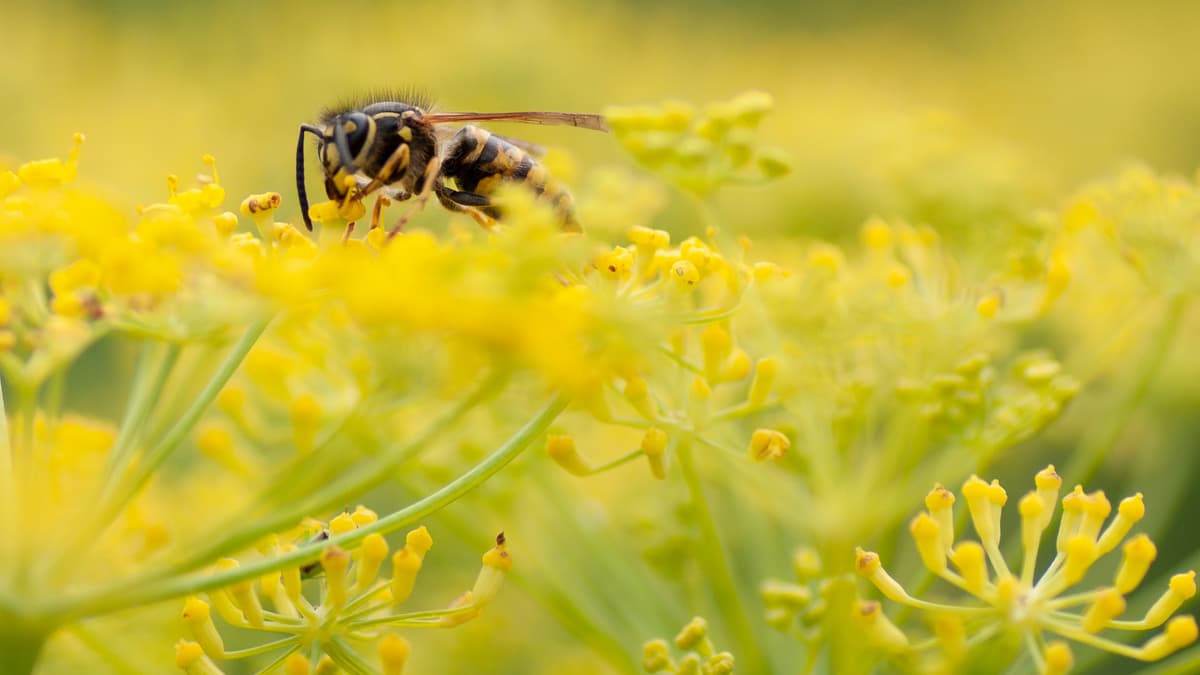 Caroline Snow Column | Why we should tolerate flying ants and wasps ...