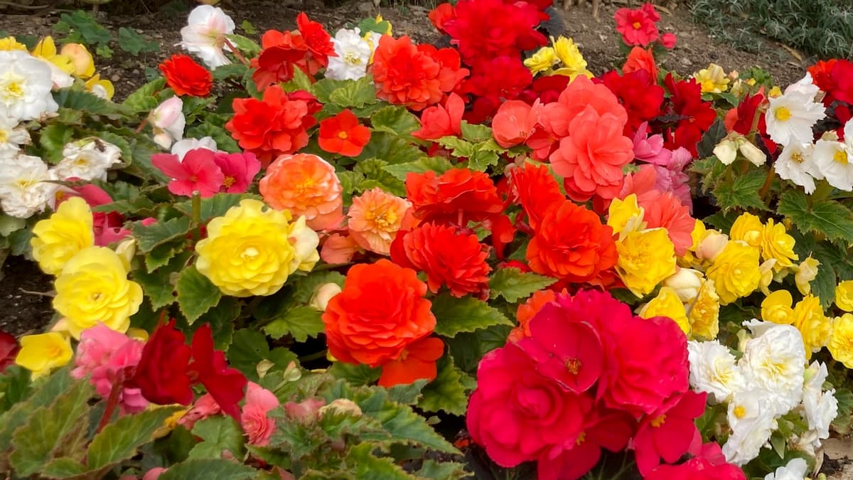 Woolwell in Bloom's community plant sale | southhams-today.co.uk