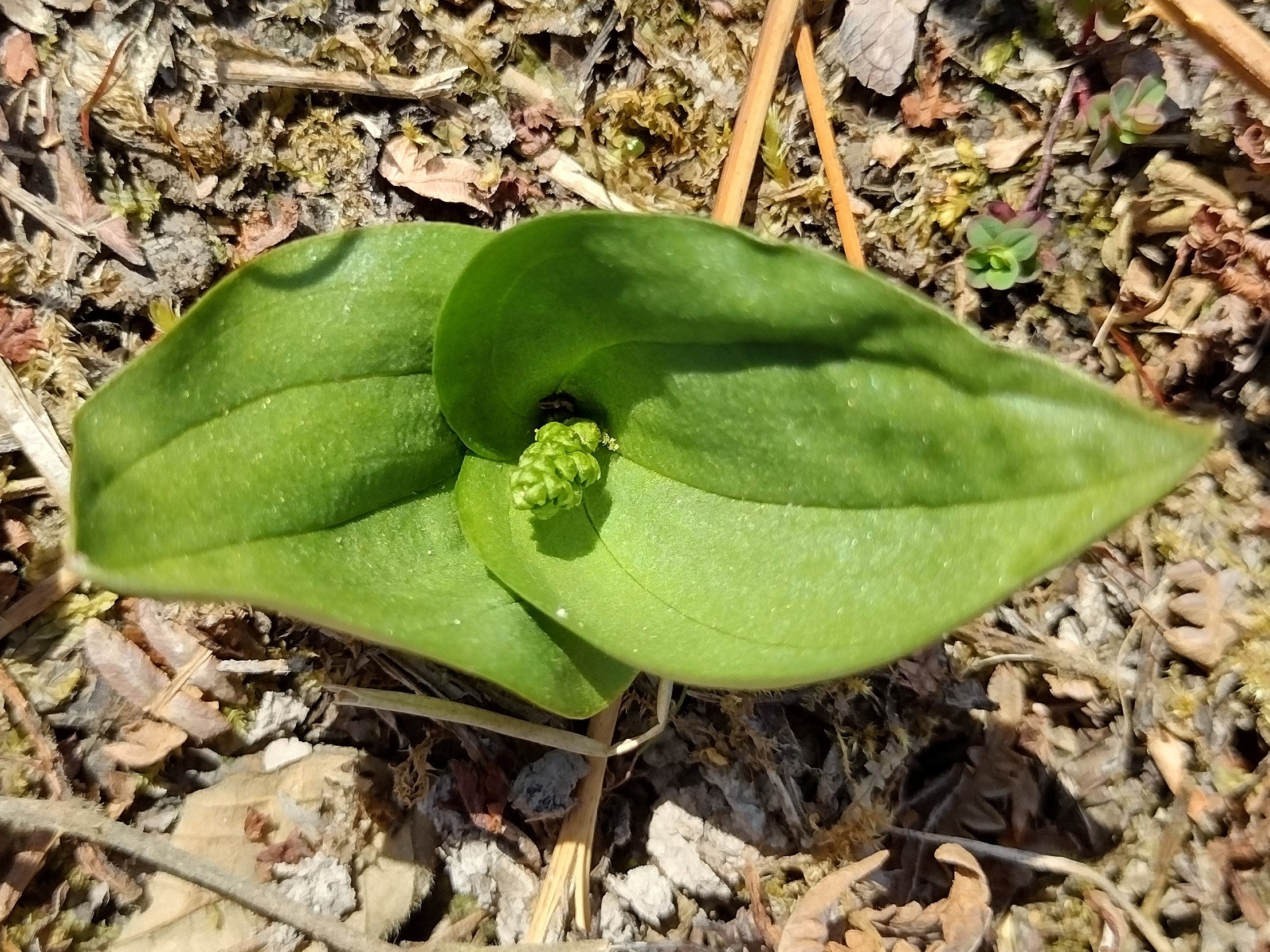 Fiona van Es | Winter’s labours yield spring return | southhams-today.co.uk