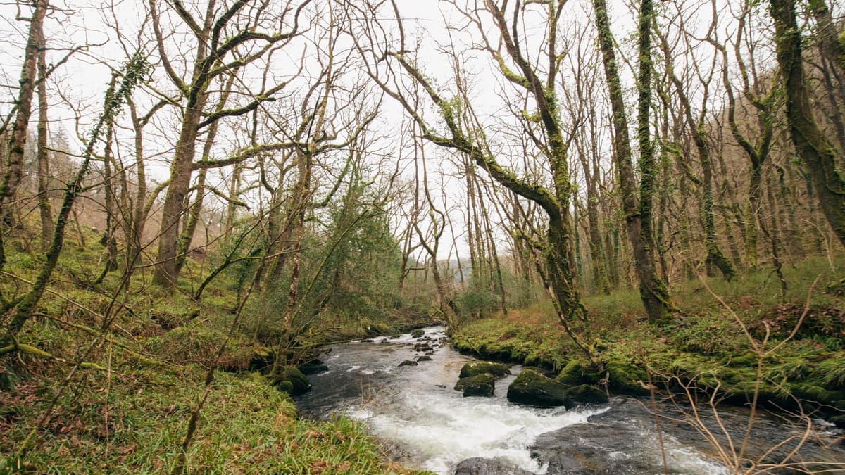 Help restore rare rainforest habitat on our doorstep | southhams-today ...