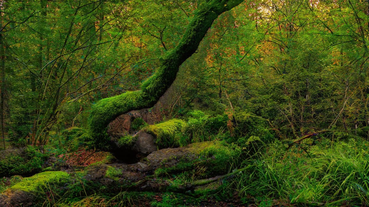 Caroline Snow | Seeing the wood for the trees | southhams-today.co.uk