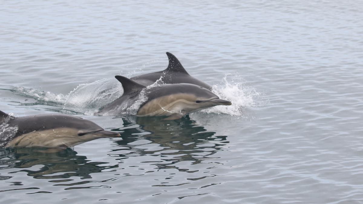 Operation Seabird: Protecting Devon's Wildlife | southhams-today.co.uk