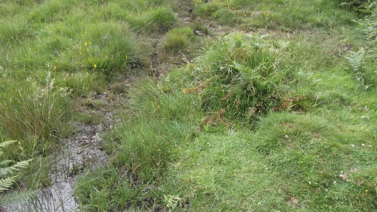 Nature Diary Gordon Waterhouse | The little bog above Shipley Bridge ...