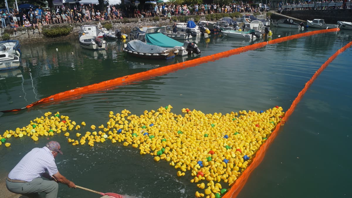 Dartmouth Rotary raises £3,000 with plastic duck race for charity ...