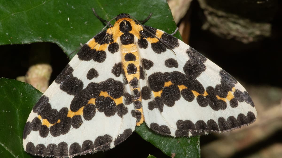 Explore Nature’s Wonders: Geoff Foale's Diary on Insect Life ...