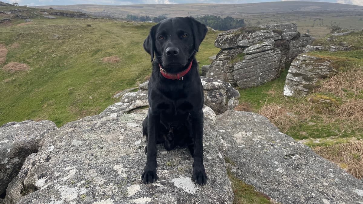 South Moor Vet Alastair Atkinson's dog recovers from rare disease ...
