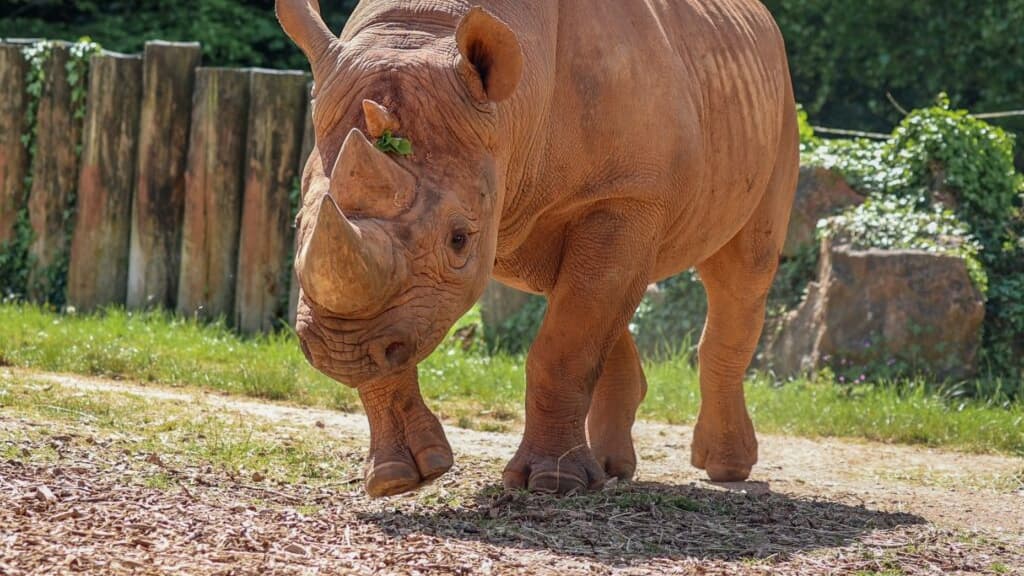 Zoo mourns loss of Mani the Rhino | southhams-today.co.uk
