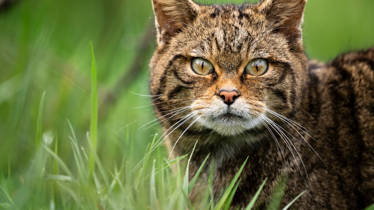 New report finds return of wildcats to Devon is feasible | southhams ...