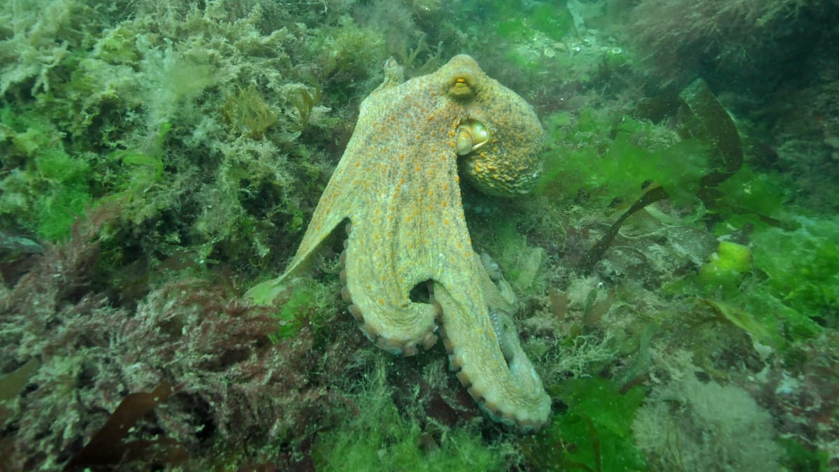 Octopus glut leaves South Devon shellfish industry ‘decimated ...